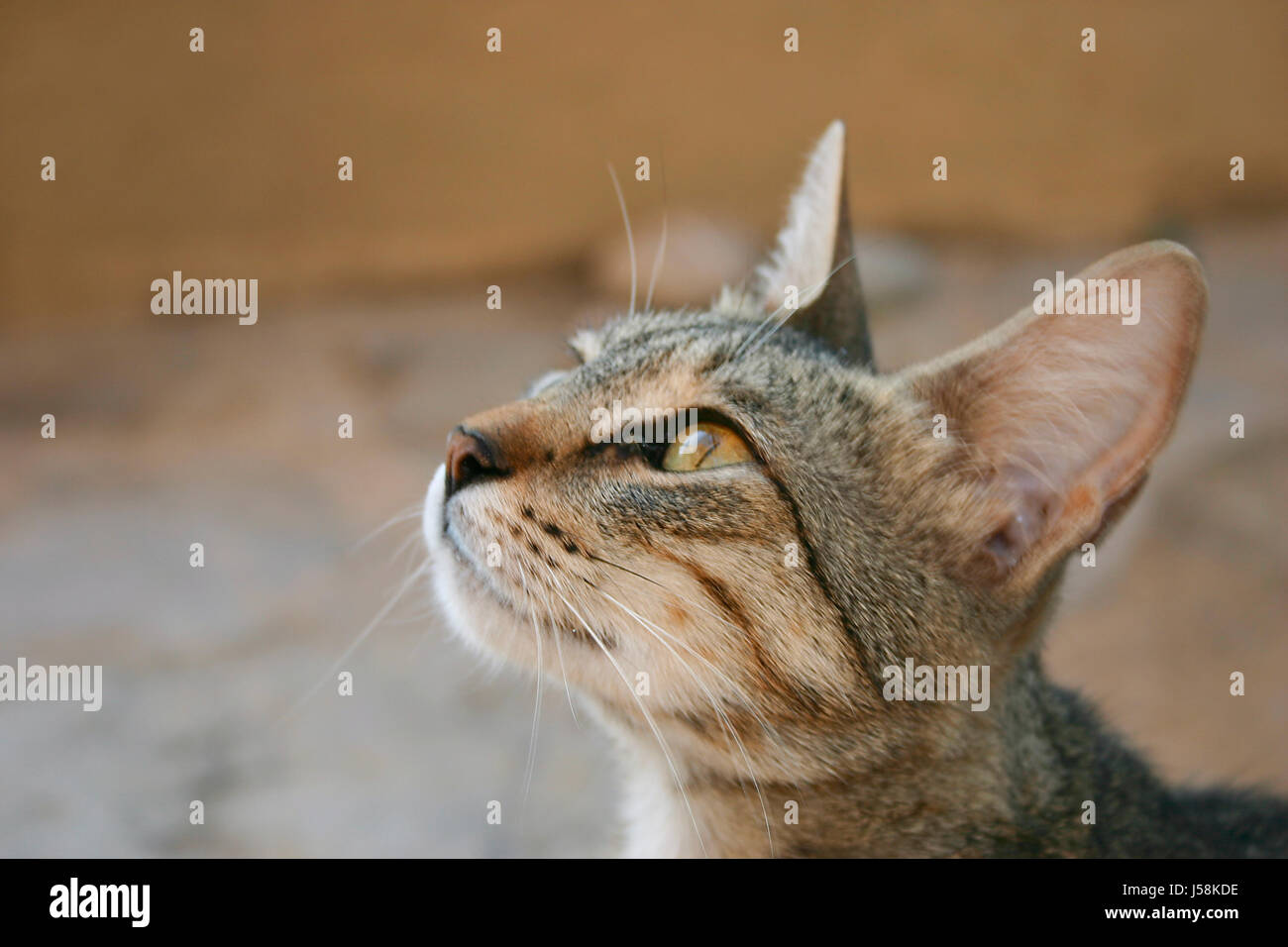 Greek nose hi-res stock photography and images - Alamy