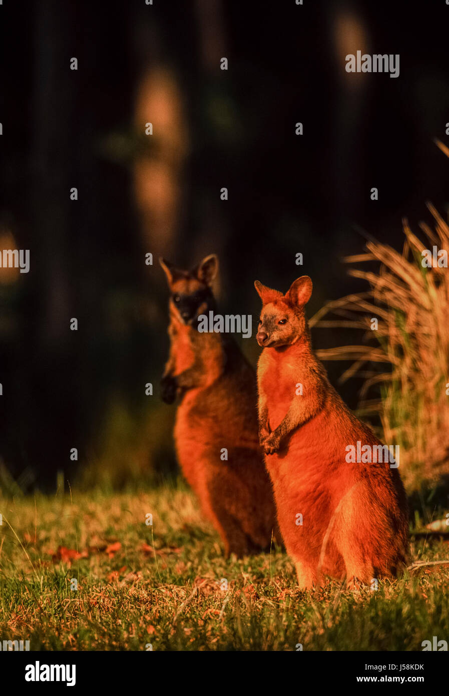 Wallabi bicolor hi-res stock photography and images - Alamy