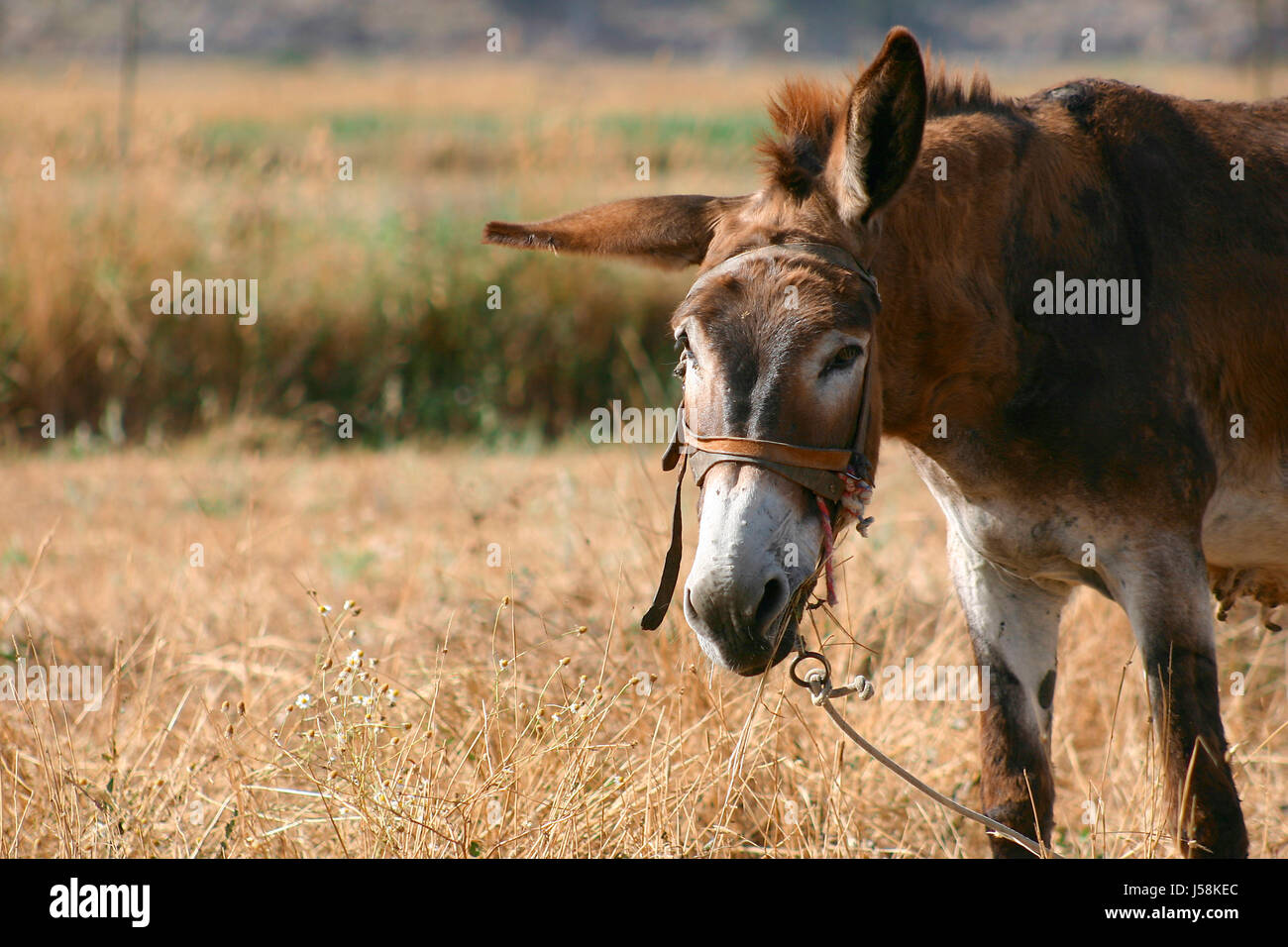 donkey in crete,greece Stock Photo - Alamy