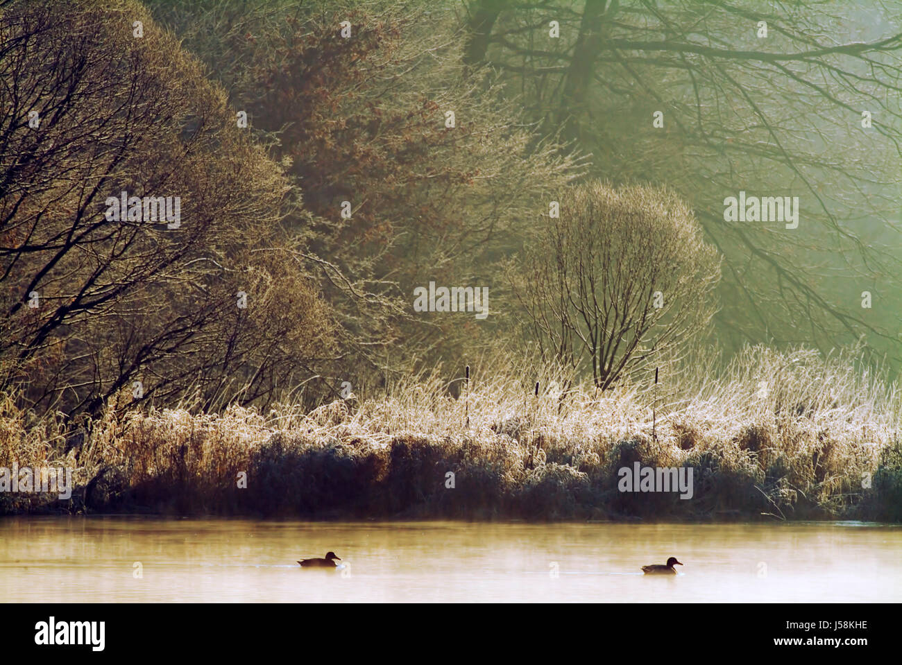 Duck punch hi-res stock photography and images - Alamy