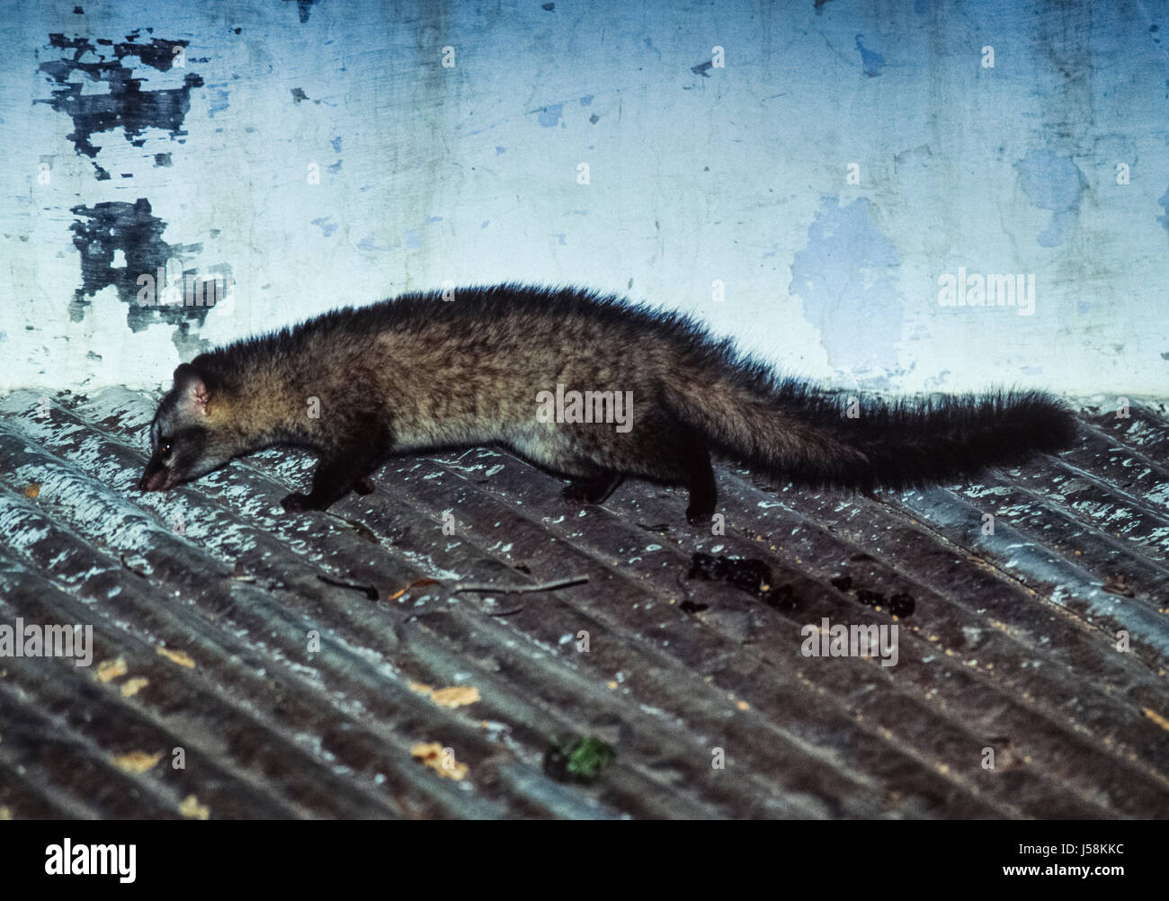 Common Palm Civet,Paradoxurus hermaphroditus, searching for food on ...