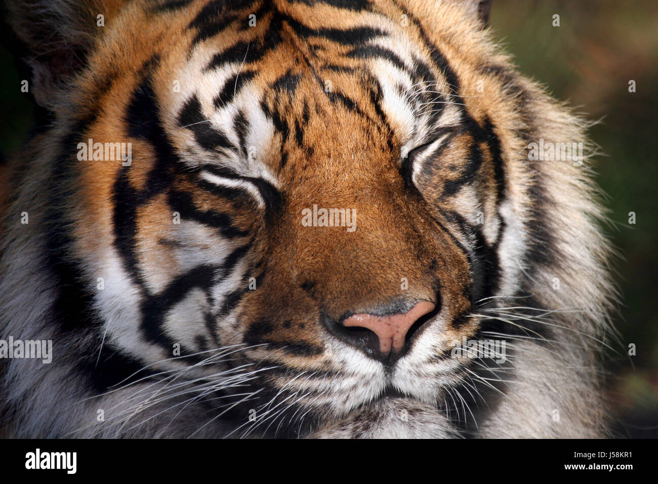 Panthera tigris suma hi-res stock photography and images - Alamy