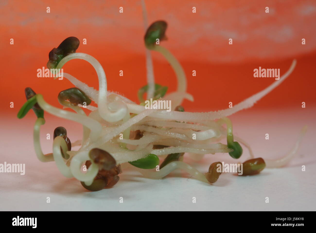 Alfa ii hi-res stock photography and images - Alamy