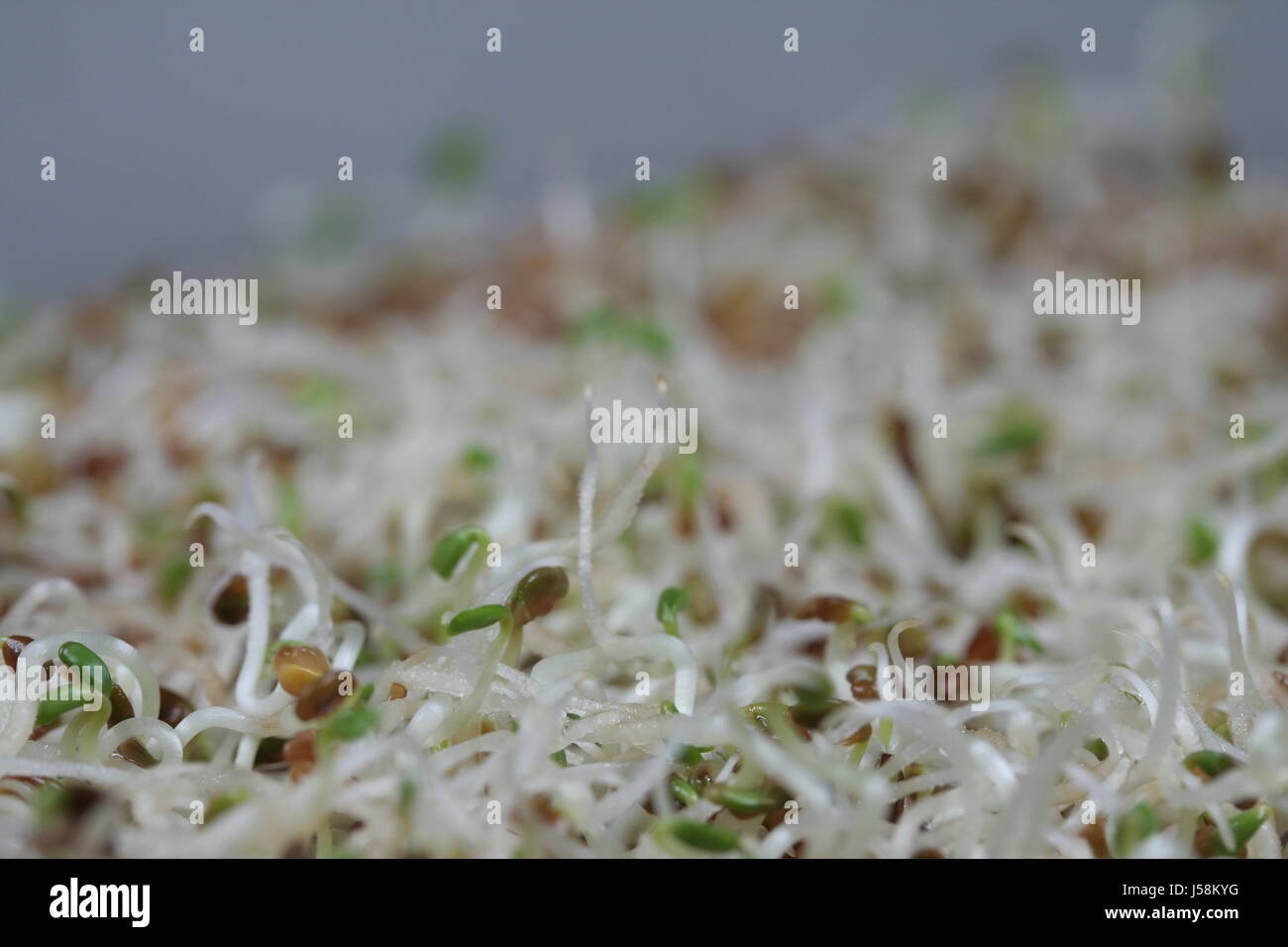 alfa-alfa sprouts iii Stock Photo - Alamy