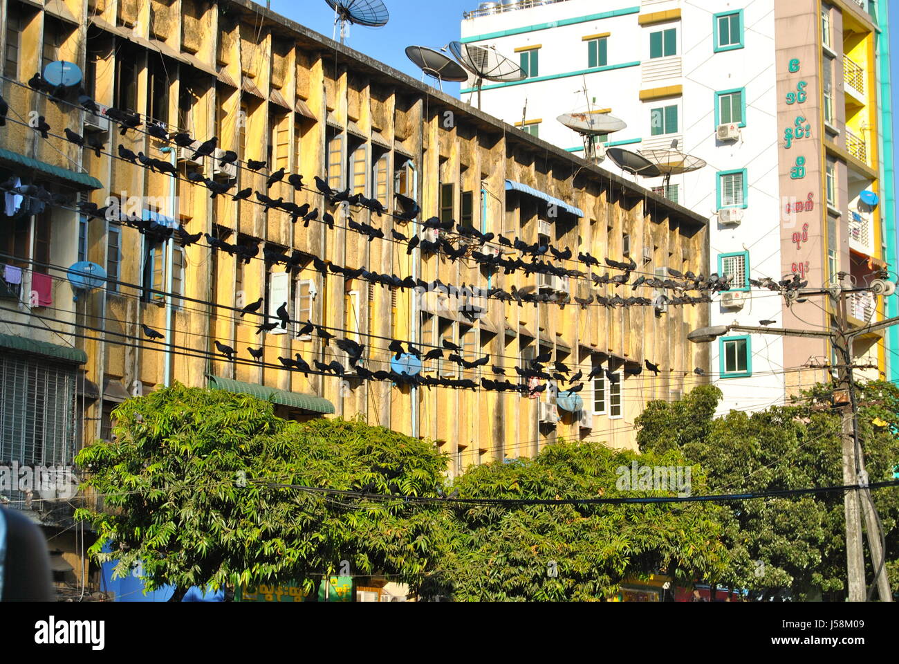 Myanmar Birds Stock Photos & Myanmar Birds Stock Images - Alamy