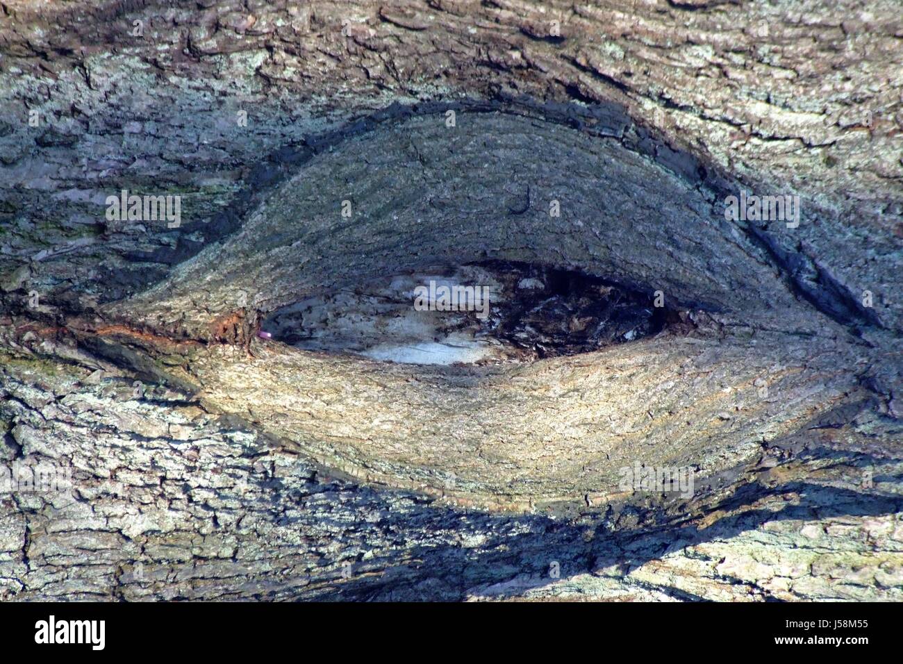 Holzauge hi-res stock photography and images - Alamy