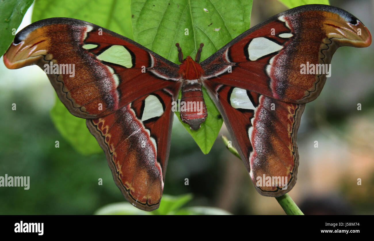 Map moth hi-res stock photography and images - Alamy
