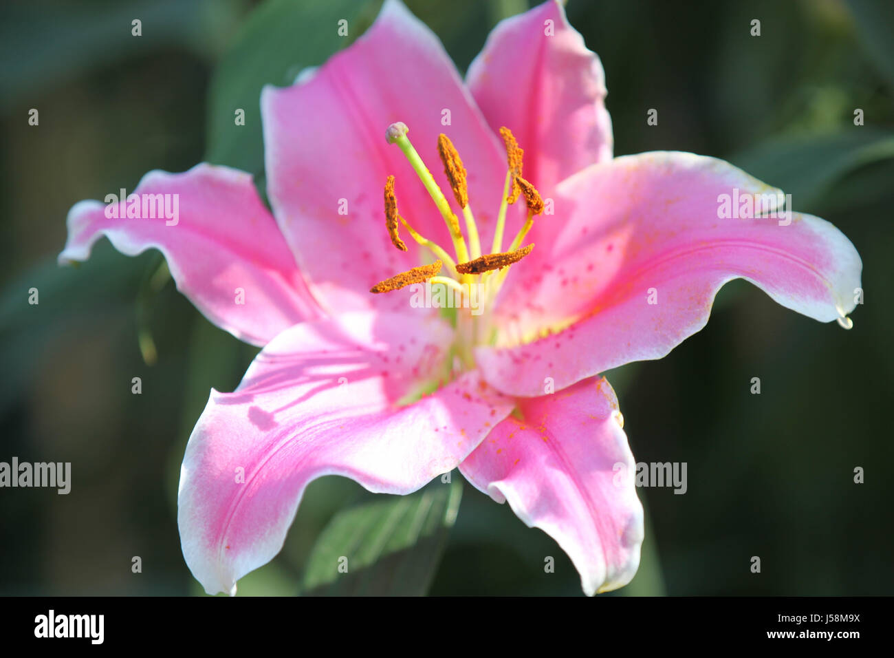 Flowering of colorful lilies, Thailand, South East Asia Stock Photo - Alamy