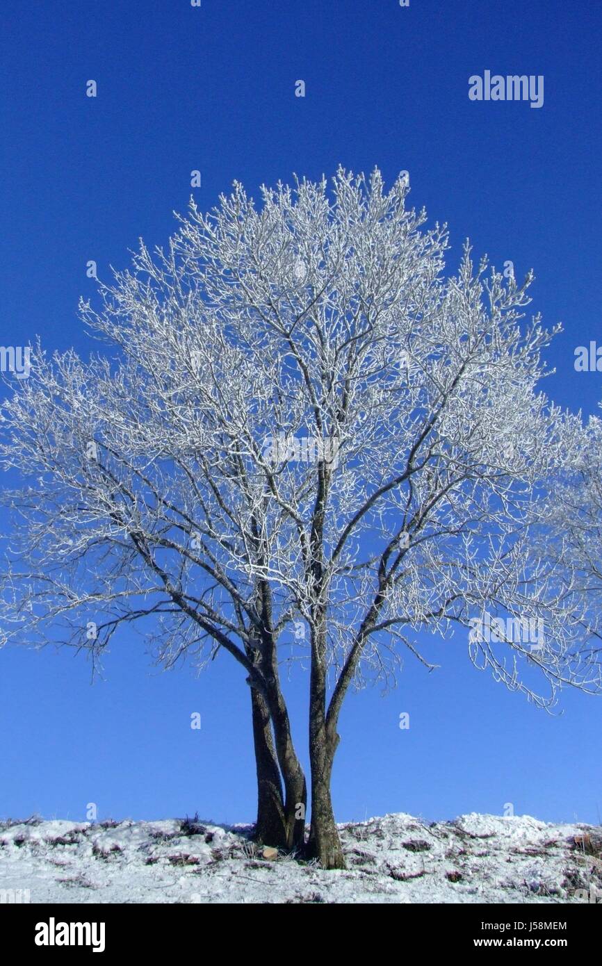 the two (trees Stock Photo - Alamy