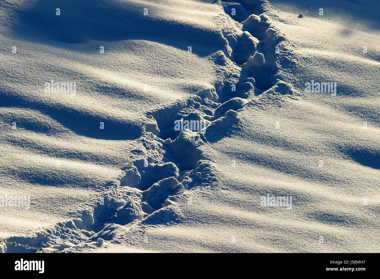tracks in the snow Stock Photo - Alamy
