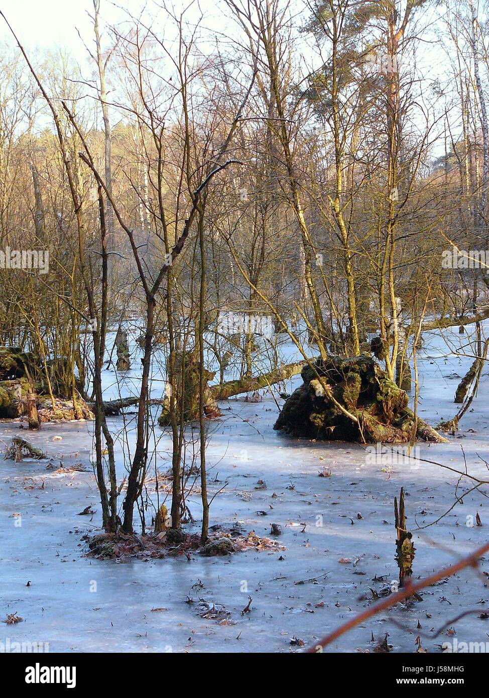 ice conditions in the bog 01 Stock Photo - Alamy