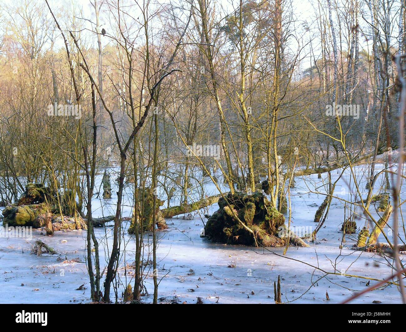 ice conditions in the bog 03 Stock Photo - Alamy