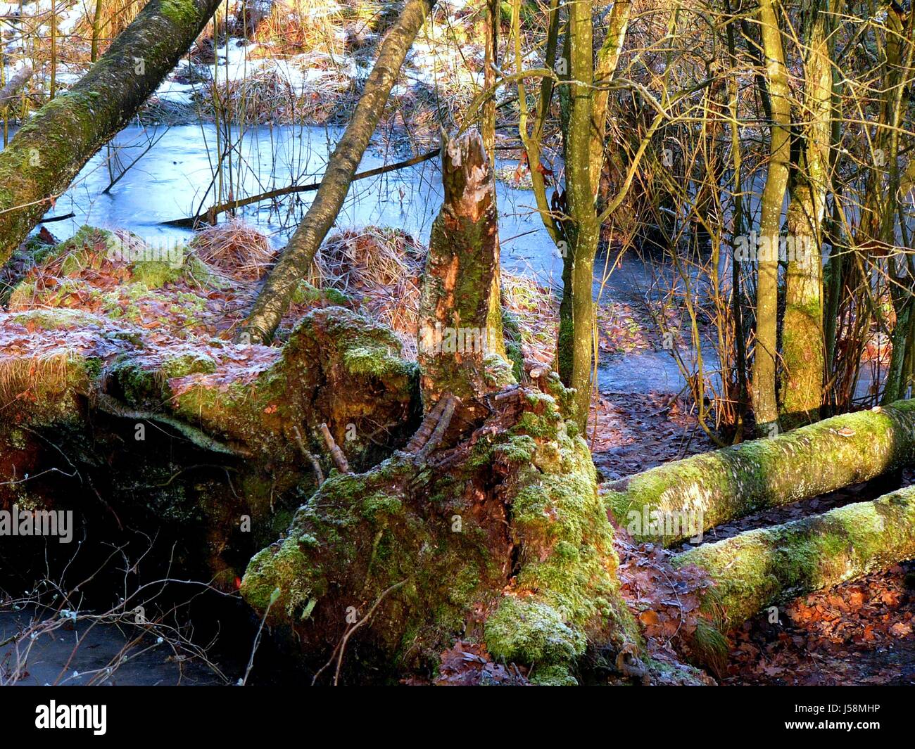 ice conditions in the bog 05 Stock Photo - Alamy