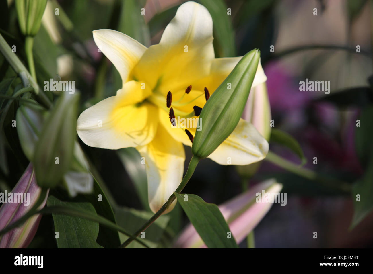 Flowering of colorful lilies, Thailand, South East Asia Stock Photo - Alamy