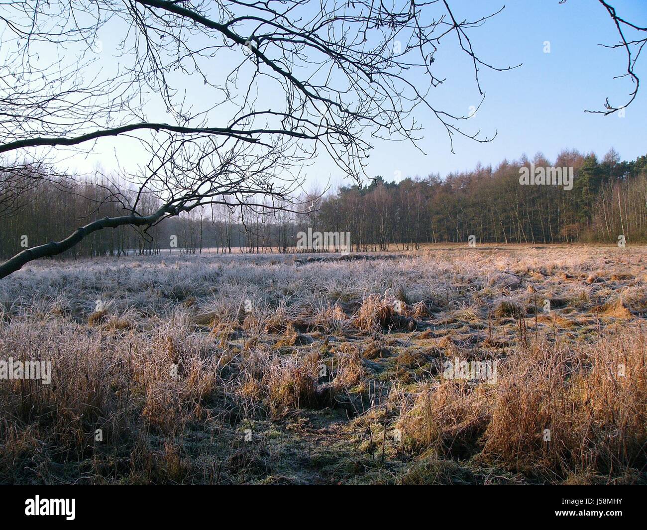 ice conditions in the bog 10 Stock Photo - Alamy