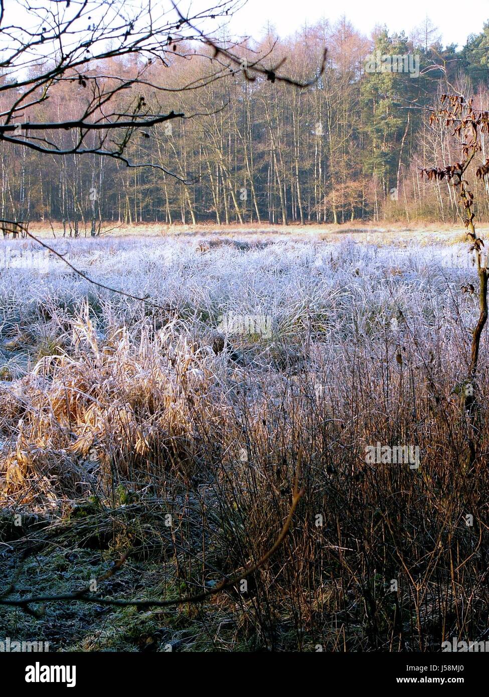 ice conditions in the bog 11 Stock Photo - Alamy