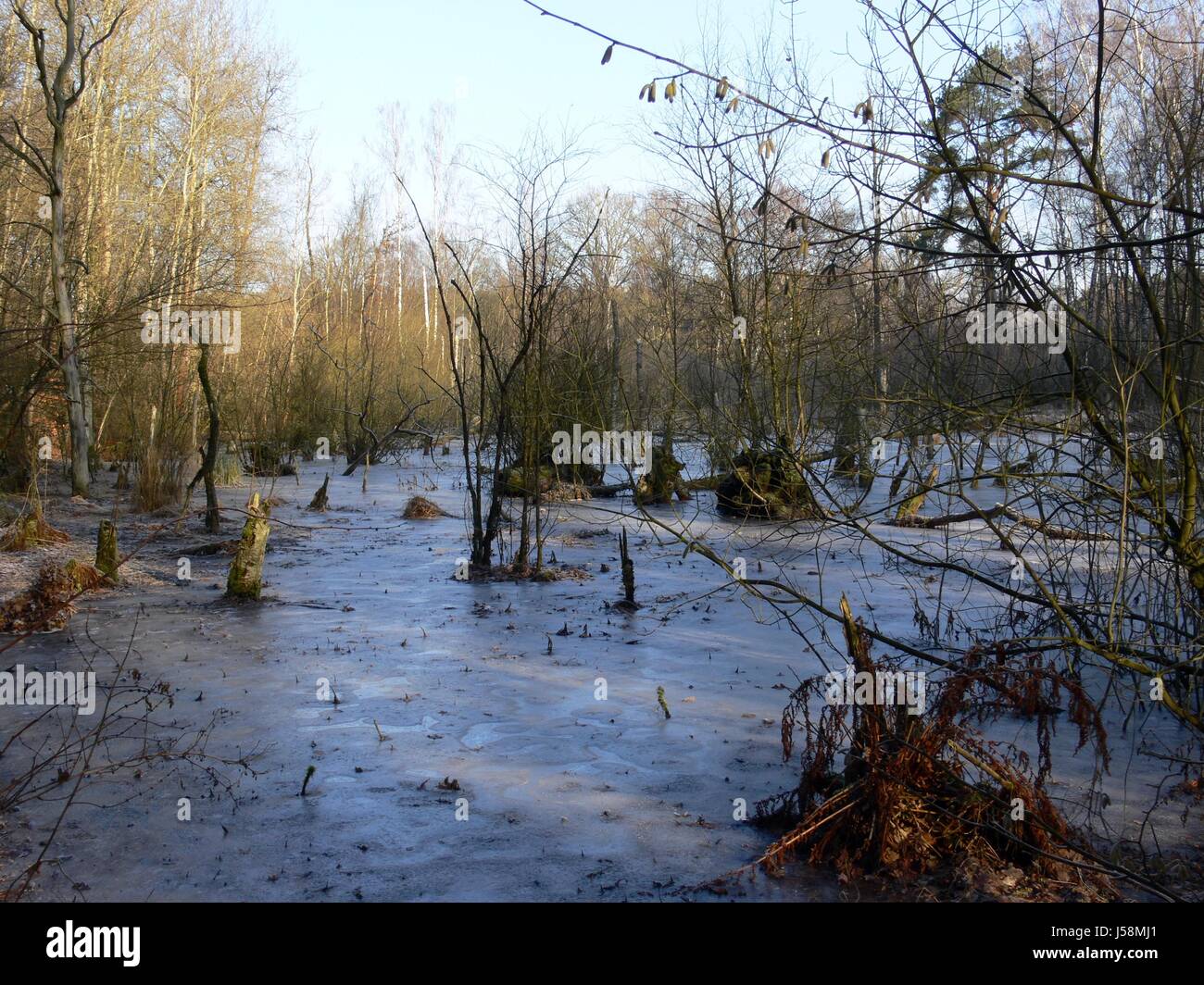 ice conditions in the bog 13 Stock Photo - Alamy