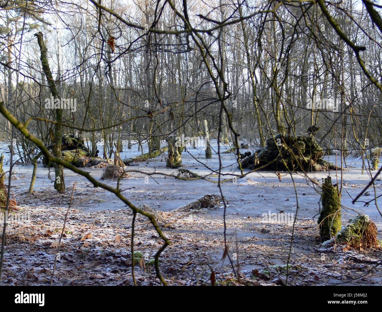 ice conditions in the bog 14 Stock Photo - Alamy