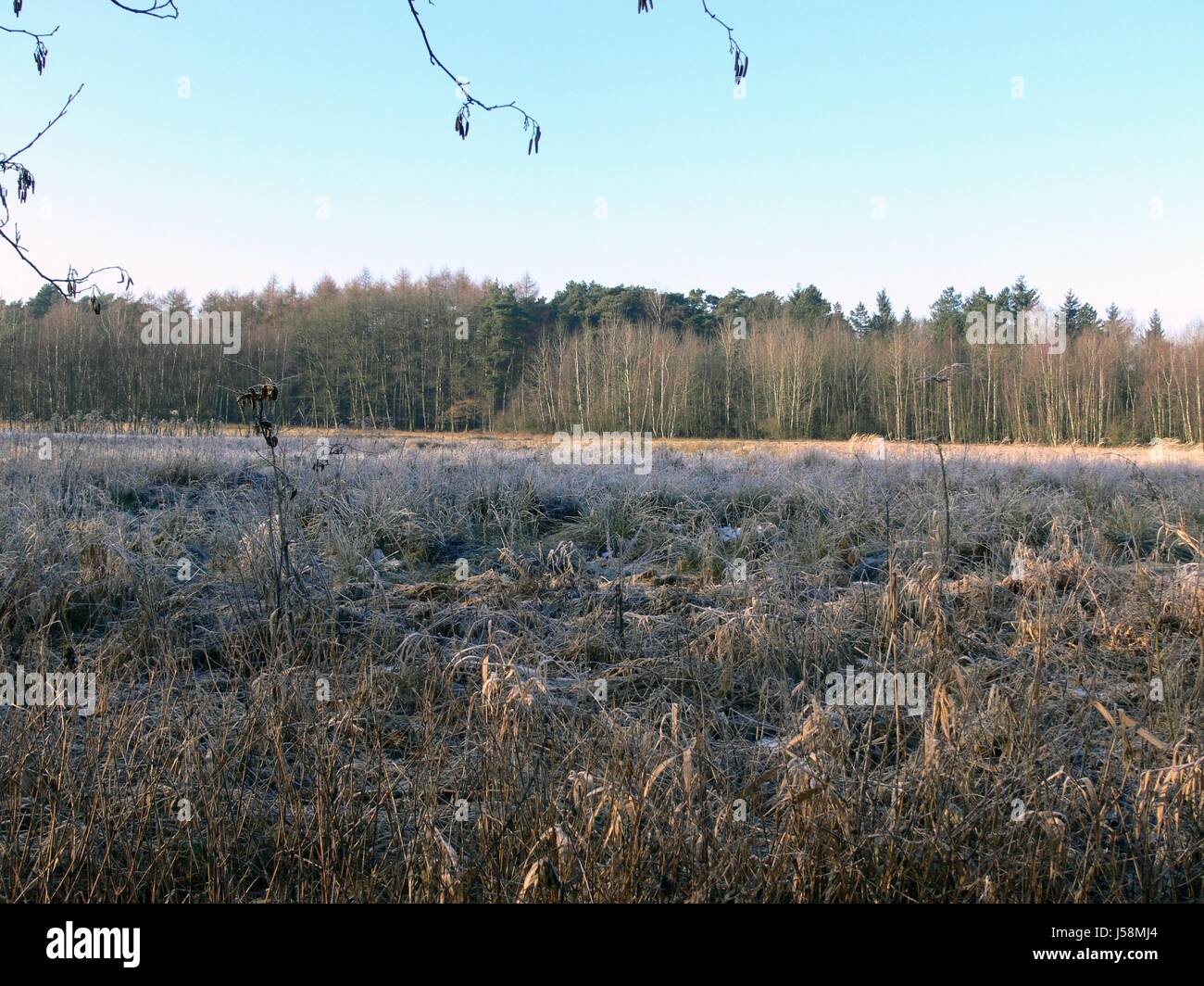 ice conditions in the bog 16 Stock Photo - Alamy