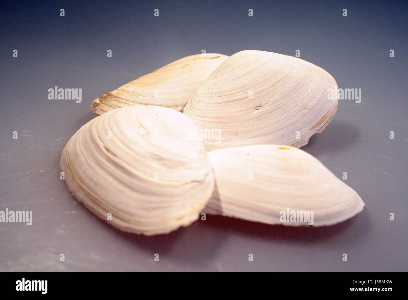 blank european caucasian seashell sea shell salt water sea ocean water ...