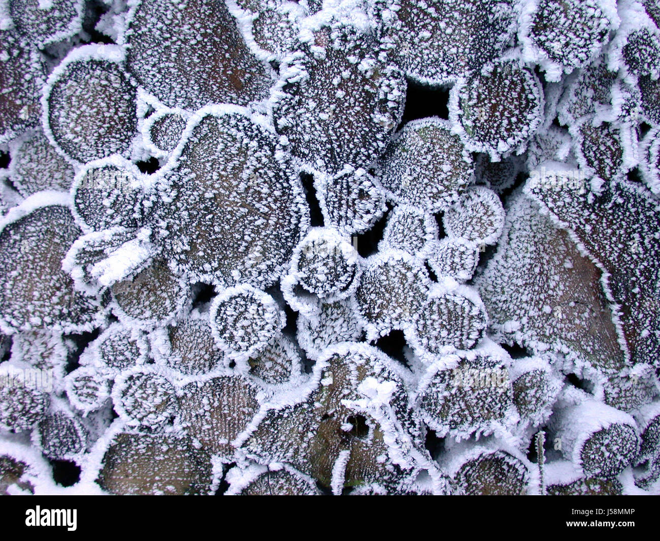 winter cold trunk frost timber icy snow shine shines bright lucent ...