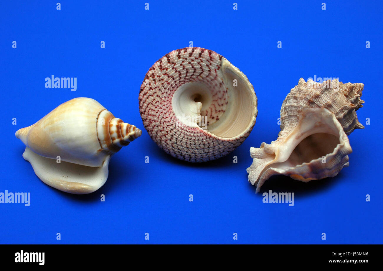 Muschelarten hi-res stock photography and images - Alamy