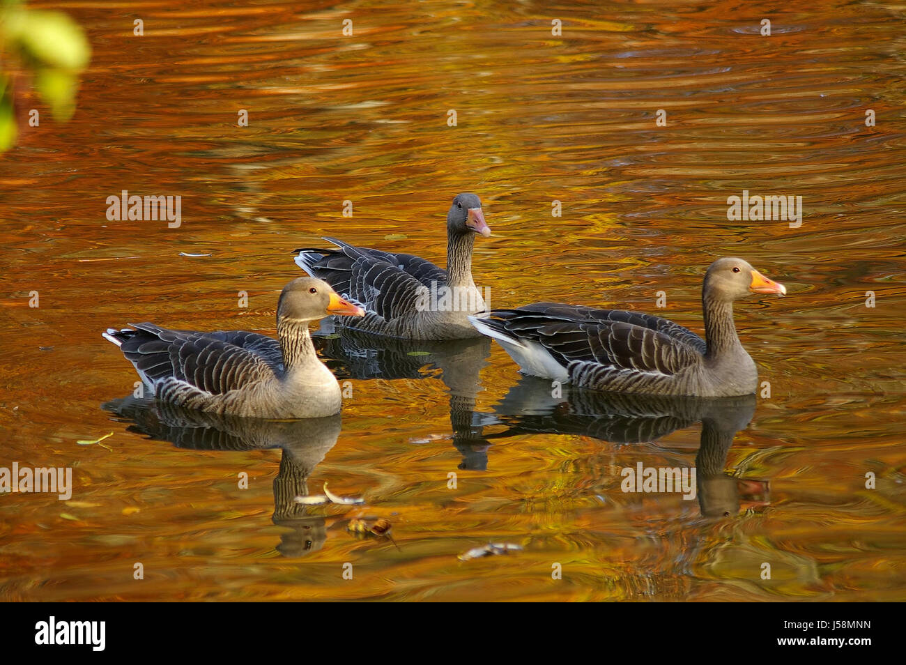 Konrad lorenz hi-res stock photography and images - Alamy