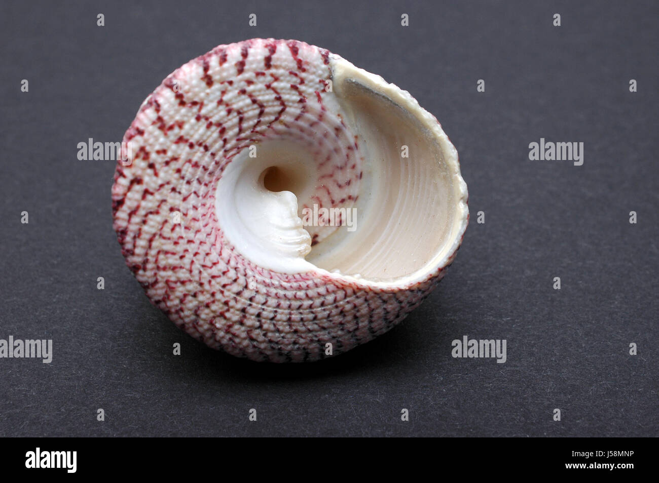 Muschelarten hi-res stock photography and images - Alamy