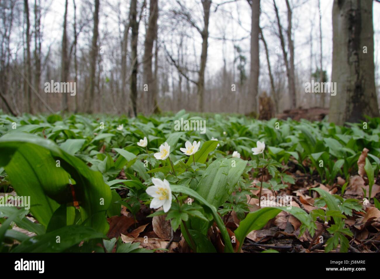 bloom blossom flourish flourishing spring beech forest forest ...