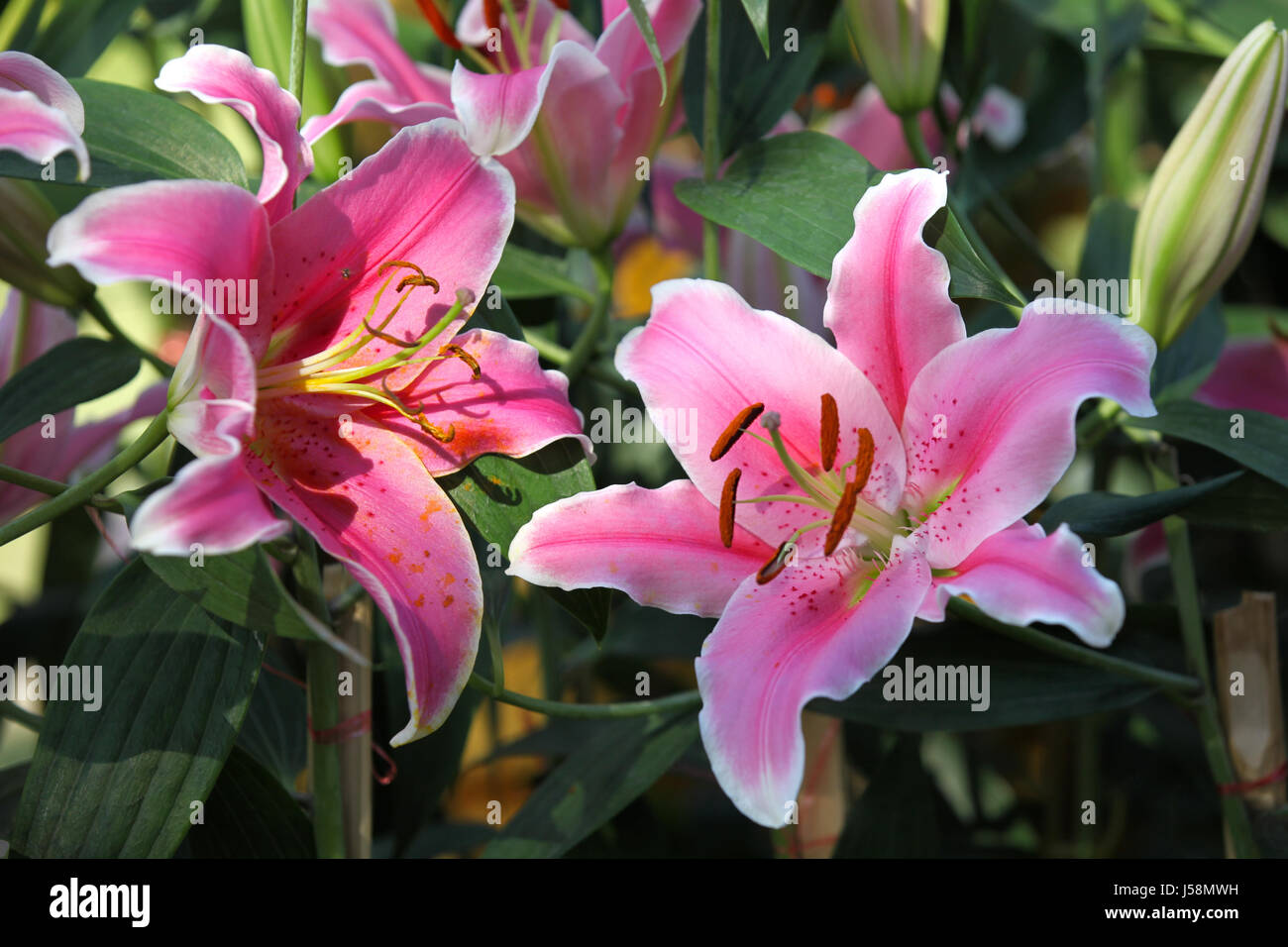 Flowering of colorful lilies, Thailand, South East Asia Stock Photo - Alamy