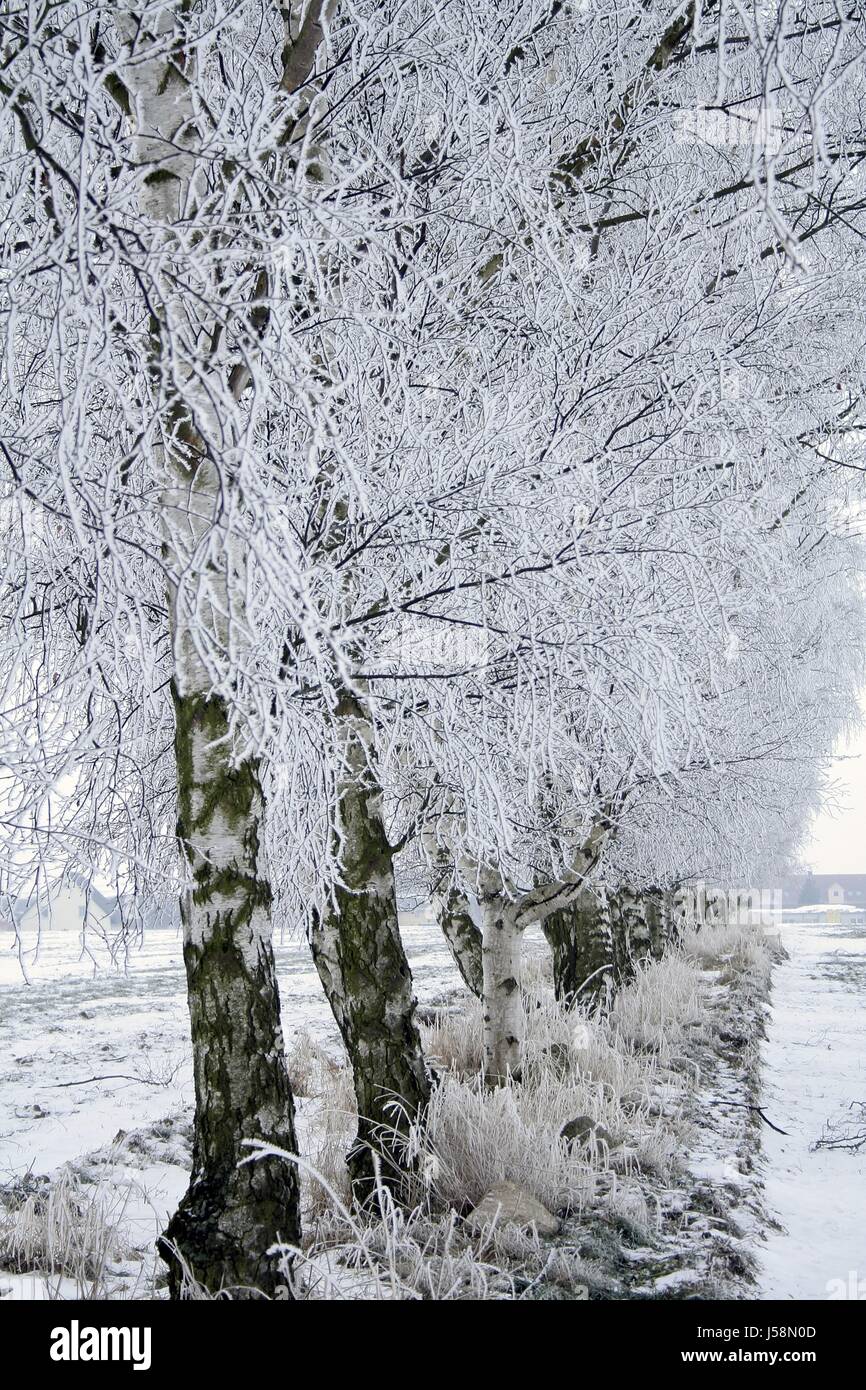 winter cold birches ripe frost fields meadows acre winter landscape ...