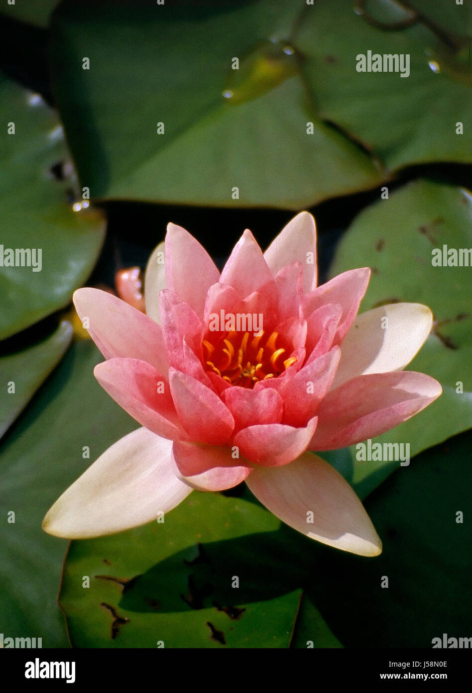 flower plant rose bloom blossom flourish flourishing leaves blaze of ...