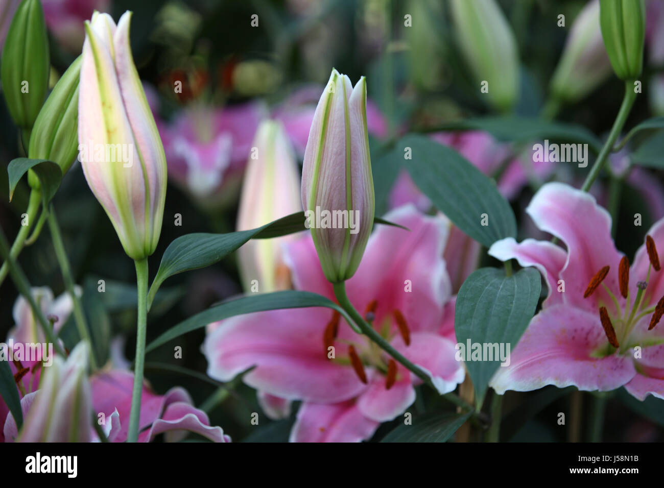 Flowering of colorful lilies, Thailand, South East Asia Stock Photo - Alamy