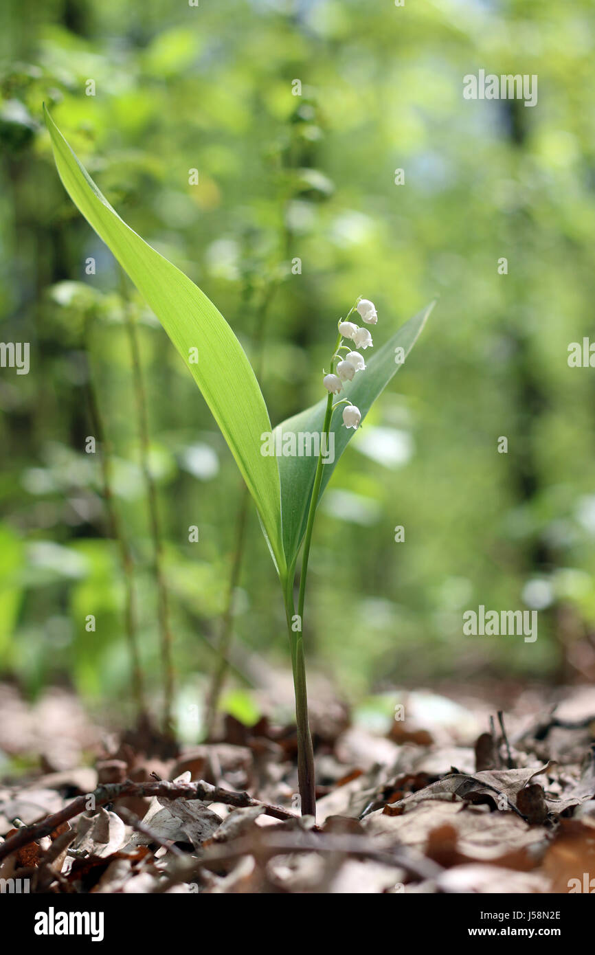 lily in the forest vertical Stock Photo - Alamy