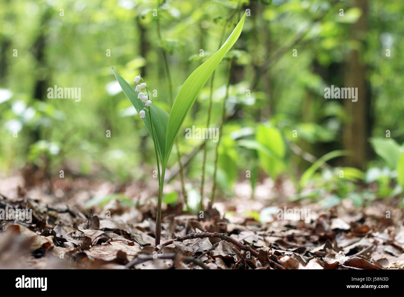 Lily of the valley tree flower hi-res stock photography and images - Alamy