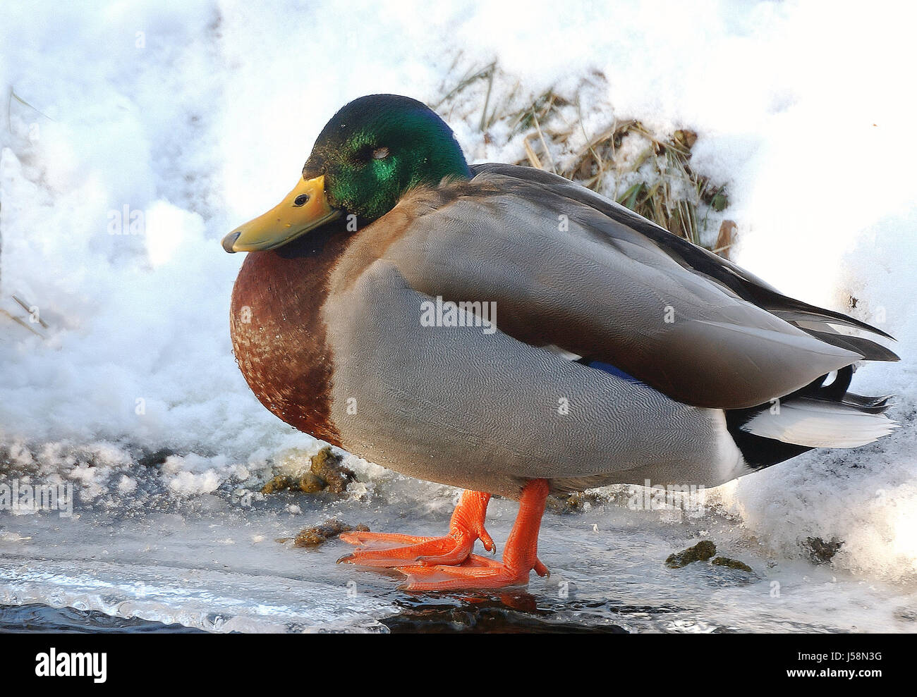 Brrrr High Resolution Stock Photography and Images - Alamy