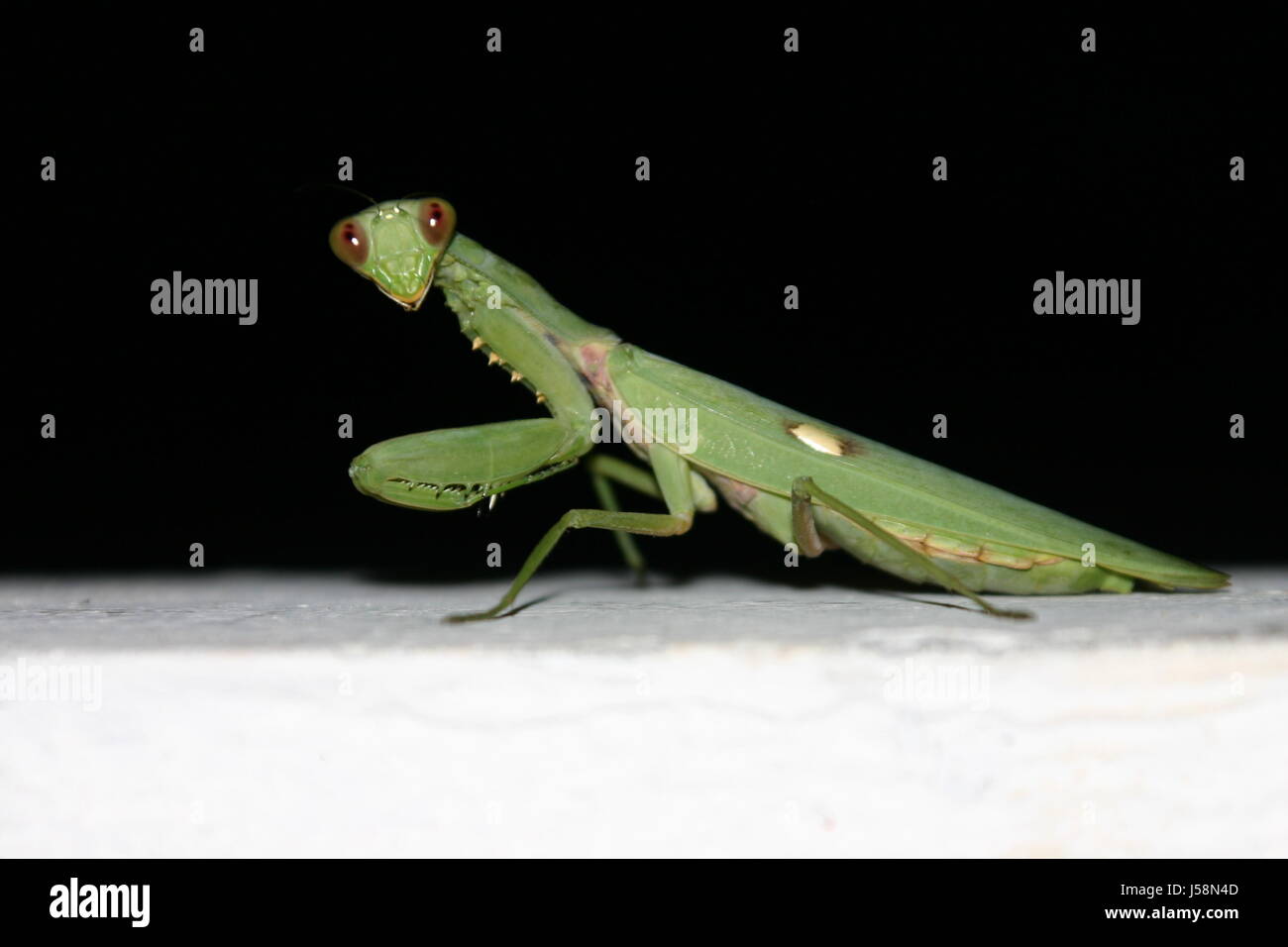 animal insect look glancing see view looking peeking looking at ...