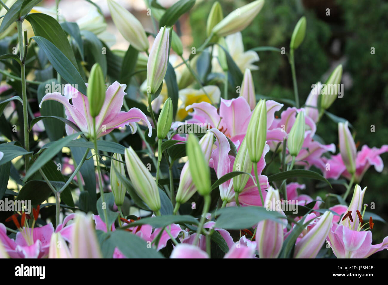 Flowering of colorful lilies, Thailand, South East Asia Stock Photo - Alamy