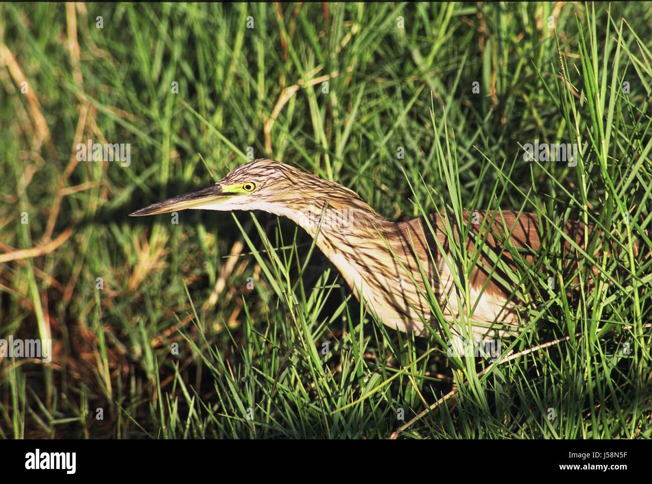 bird africa namibia birds waterfowls waterfowl heron ornithology ...