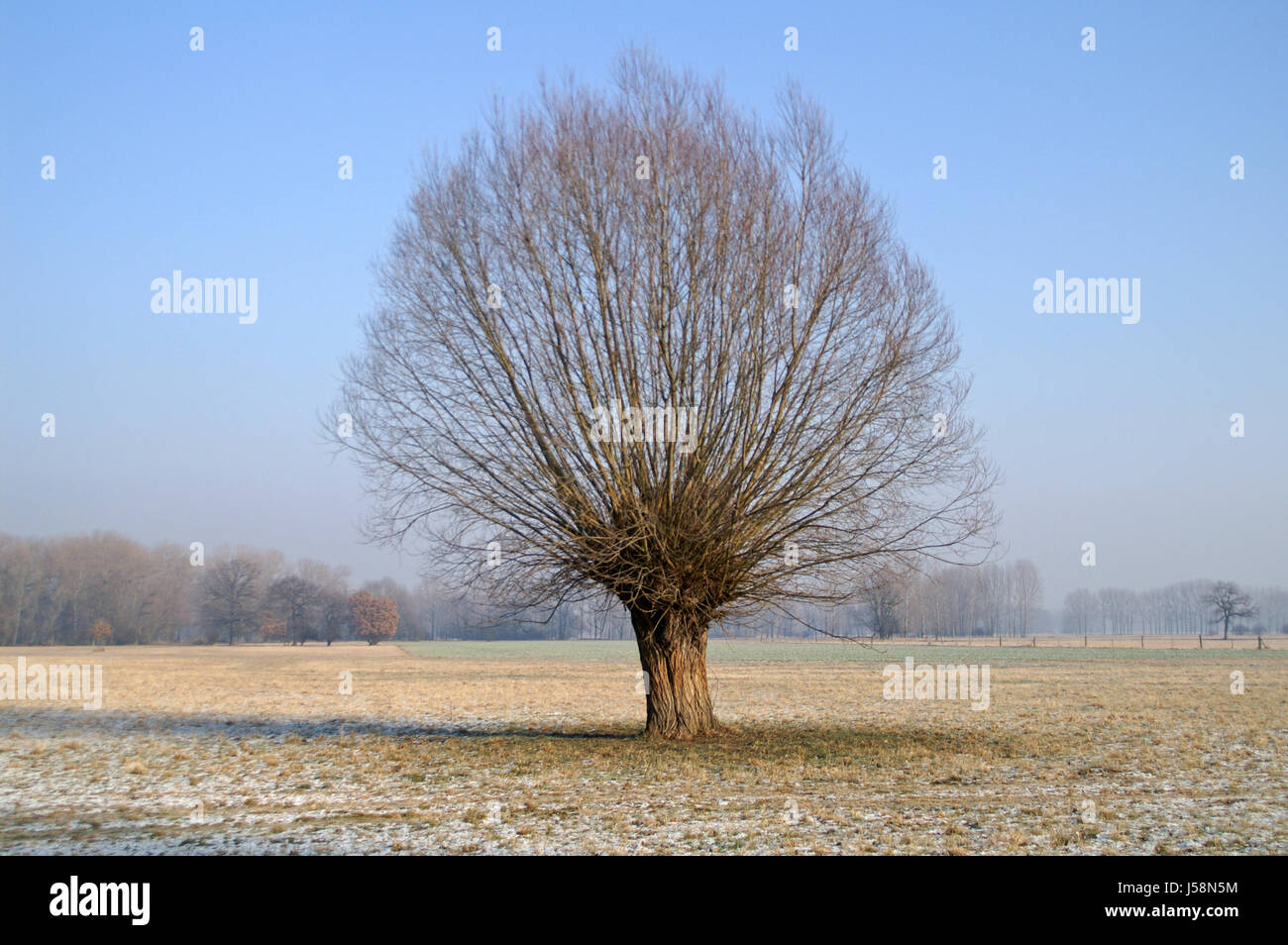 blue tree trees winter cold lone wolf rambling frosty meadow firmament ...