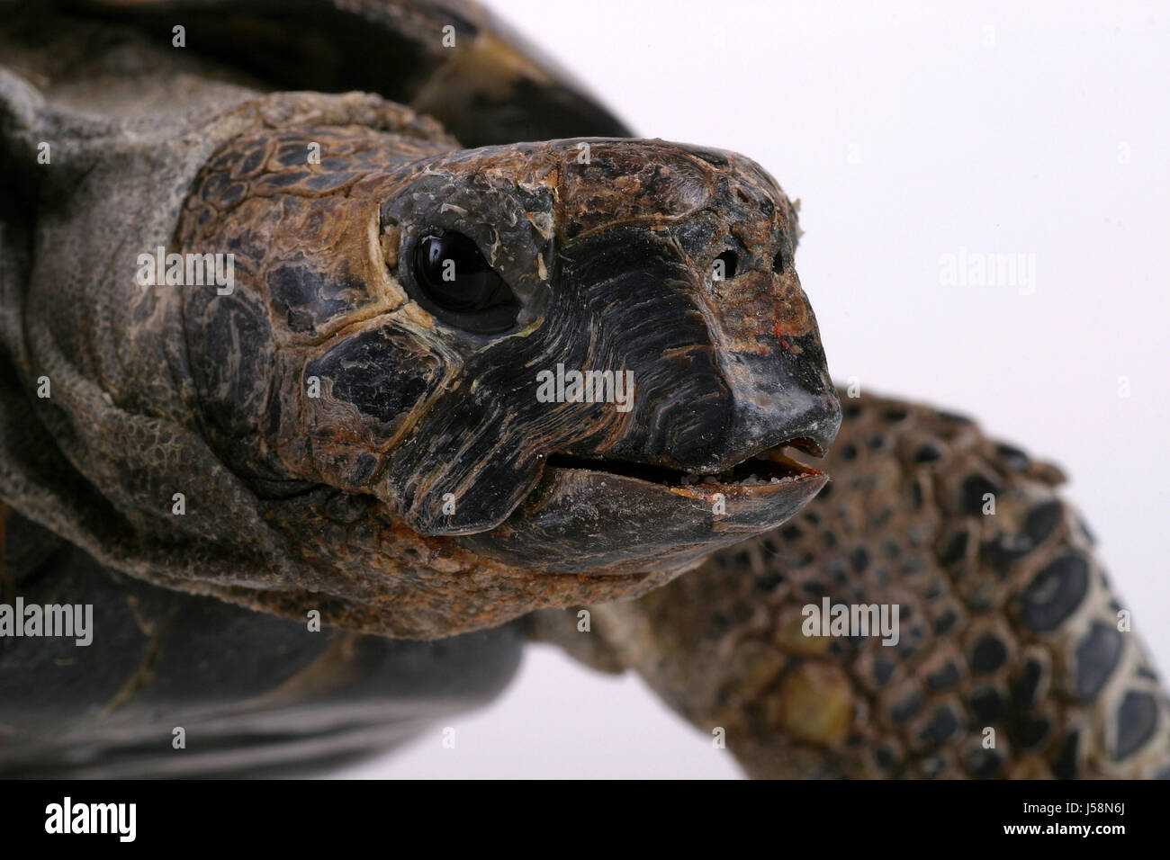 house building animals portrait small tiny little short armour reptiles ...