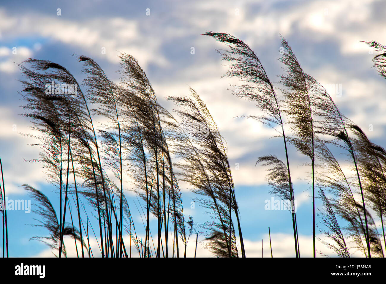 landscape Shaw view in dounab Stock Photo - Alamy