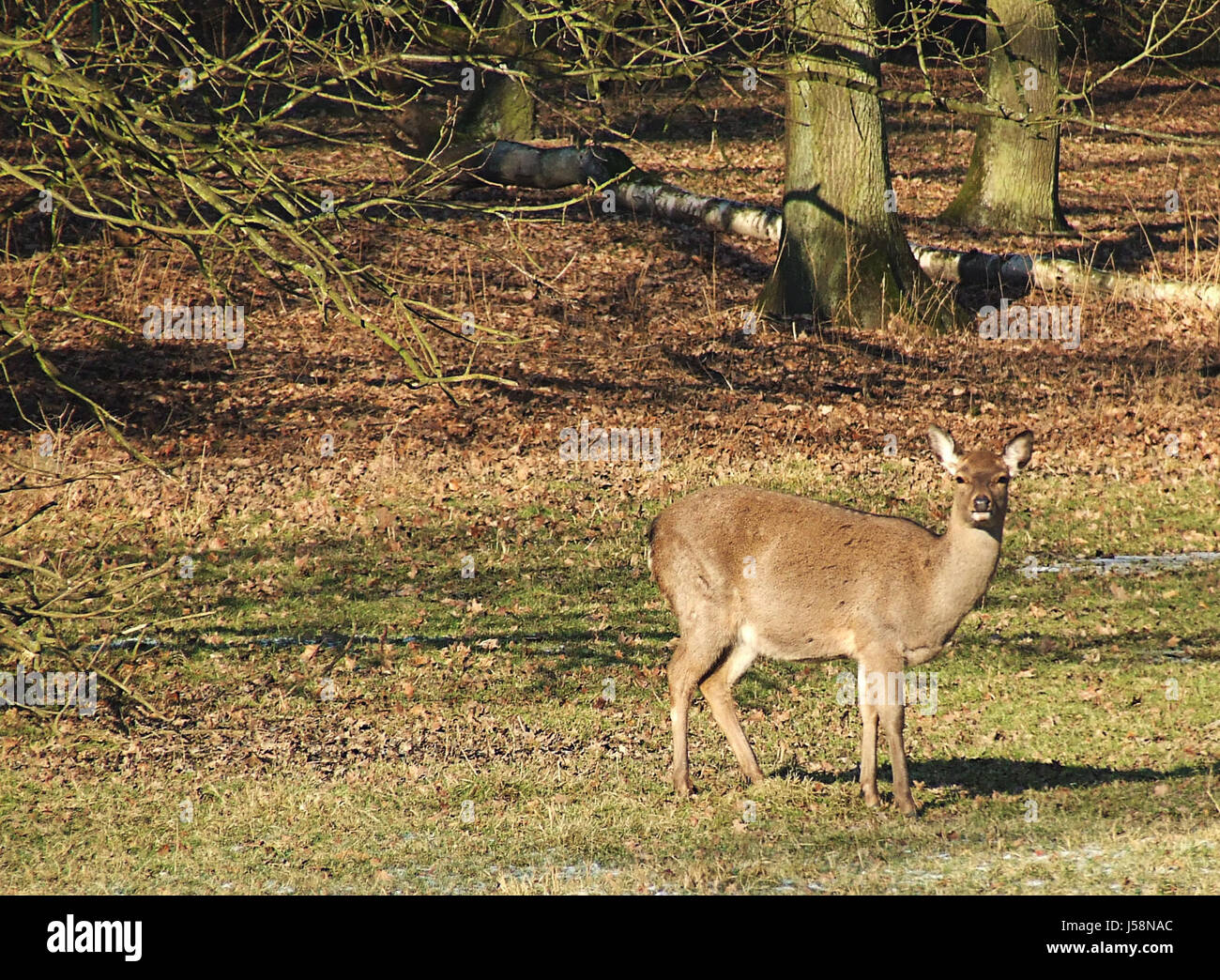 animal wild animals look glancing see view looking peeking looking at ...