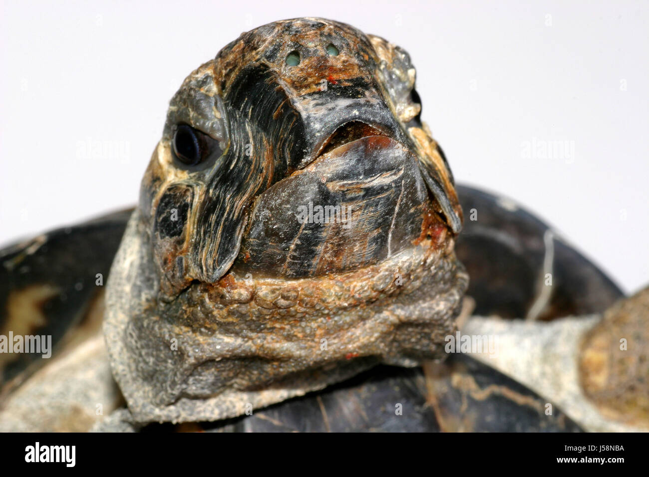 pet portrait armour reptiles small animal retail shop shop department ...