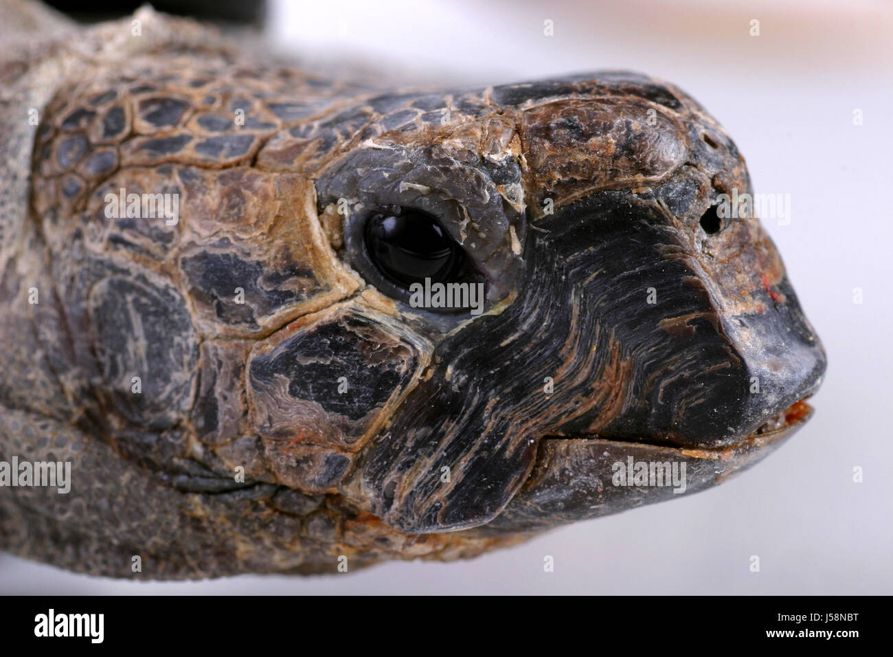 Turtle tortoise laugh laughs laughing hi-res stock photography and ...