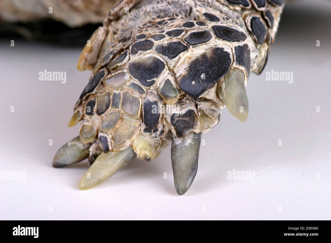 Short leg hi-res stock photography and images - Alamy