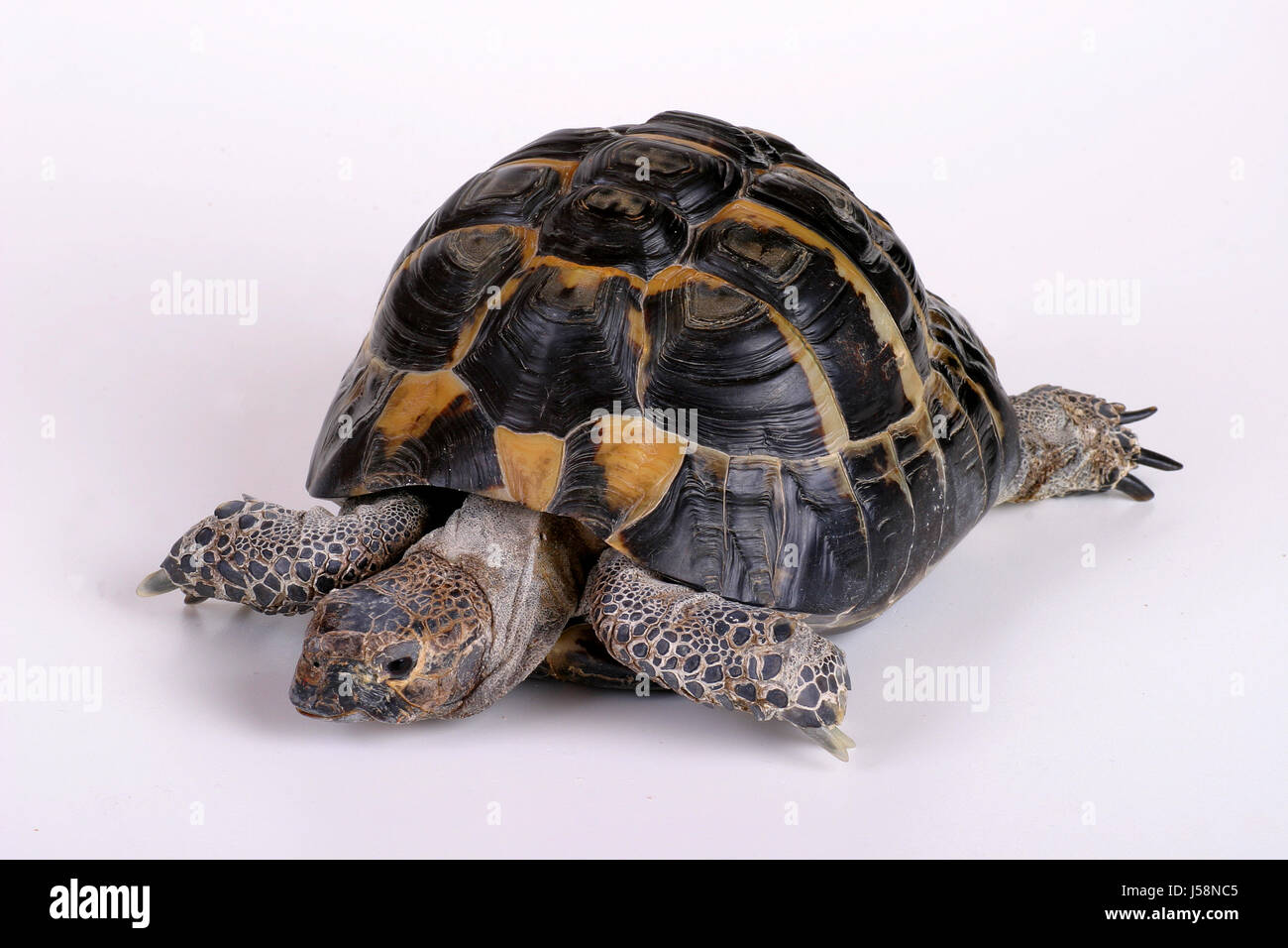 pet portrait armour reptiles toads small animal retail shop shop ...