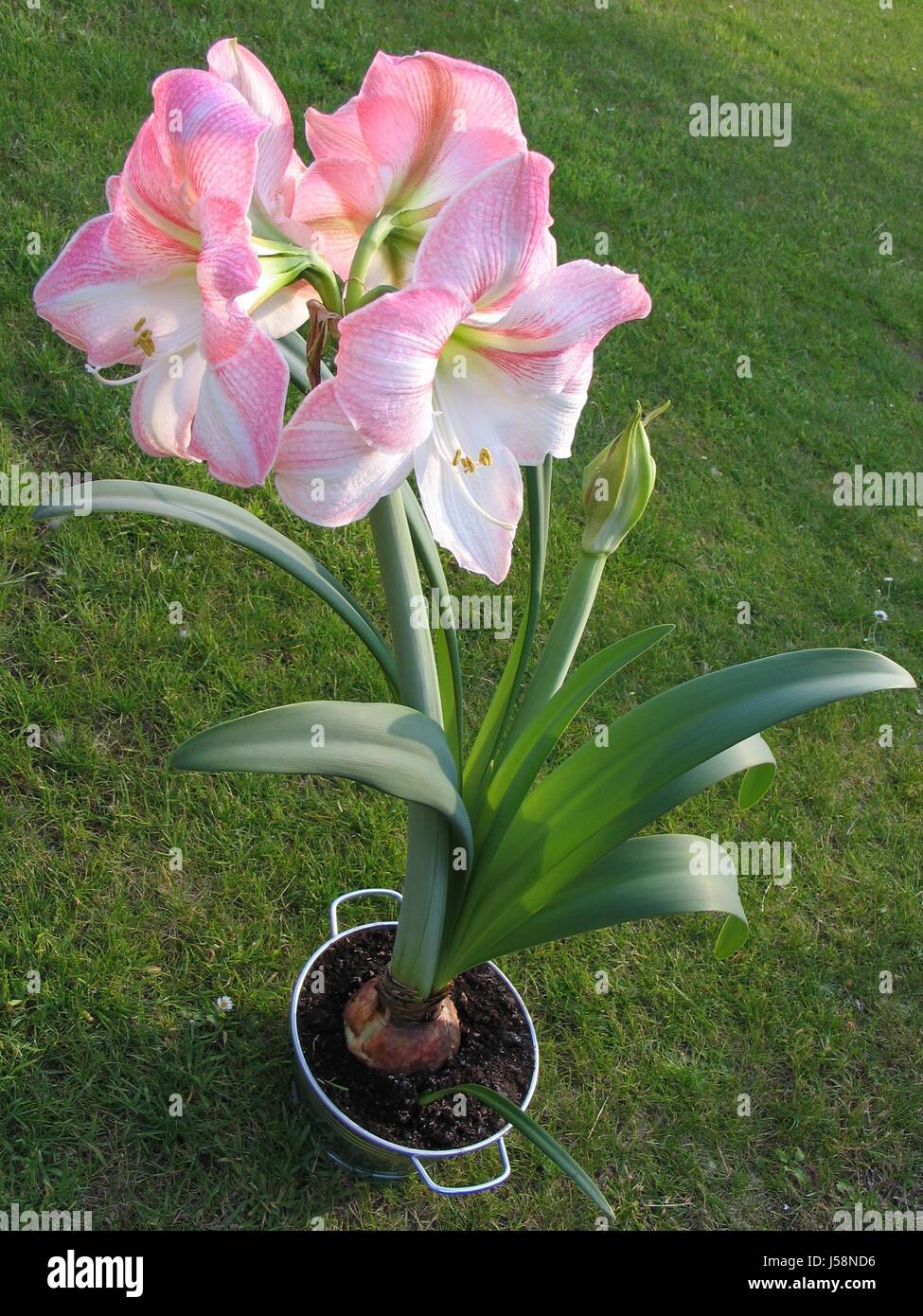 shine shines bright lucent light serene luminous flower plant rose ...