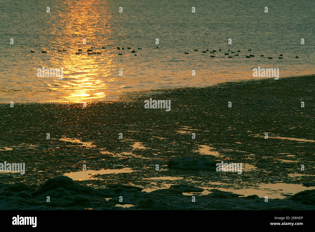 blue winter bird cold sunset birds ice elbe floes drift ice snow shine ...