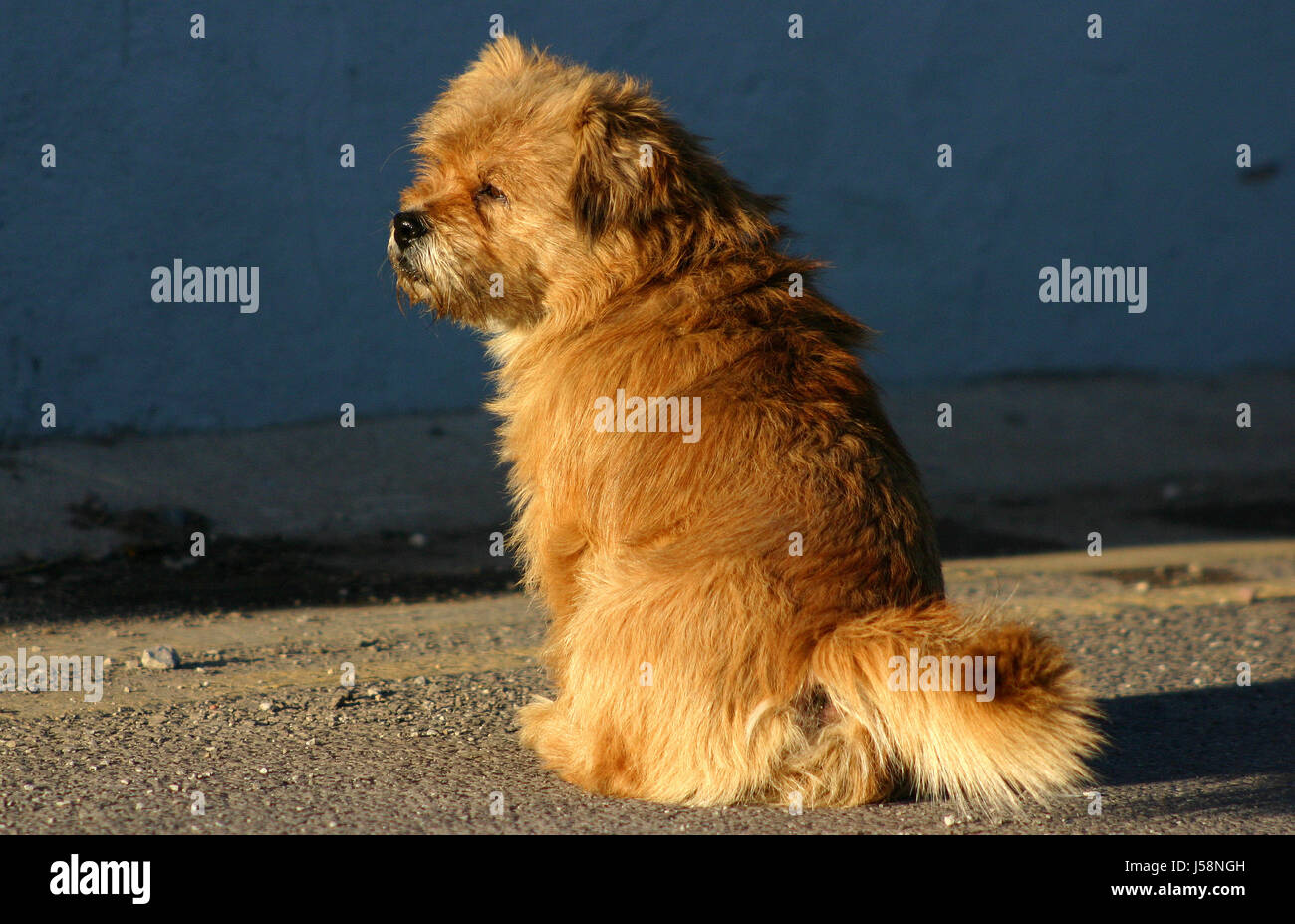 Straenhund hi-res stock photography and images - Alamy